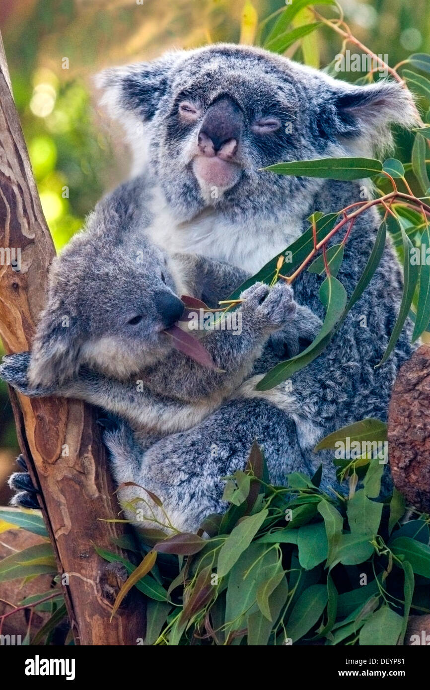 Baby Koala Mother Tree High Resolution Stock Photography and Images - Alamy
