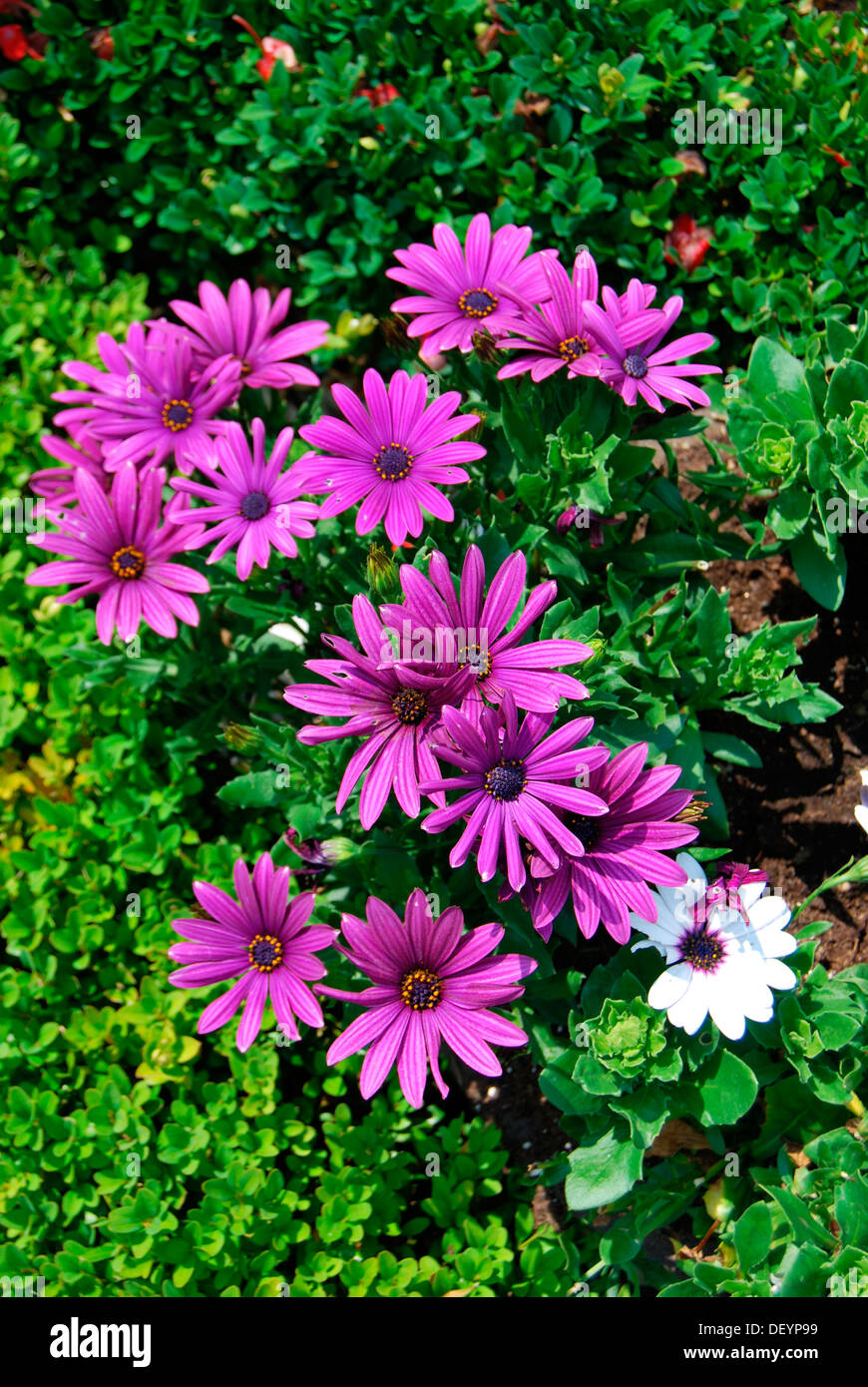 Purple daisy or Cape daisy or South African daisy (Osteospermum Stock ...