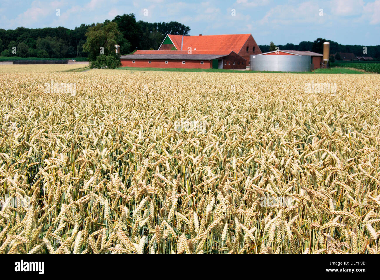 Farm wheat germany hi-res stock photography and images - Alamy