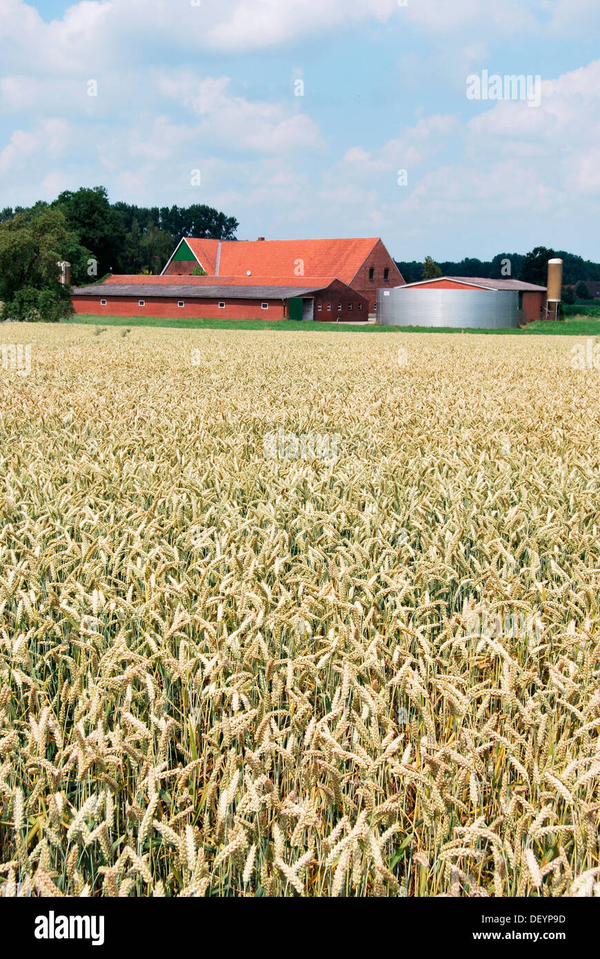 Farm wheat germany hi-res stock photography and images - Alamy