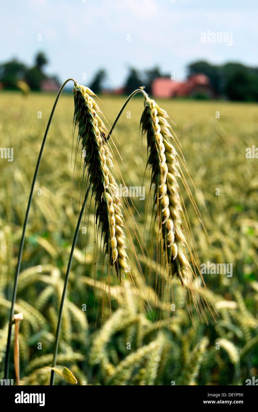 Wheat heads hi-res stock photography and images - Alamy