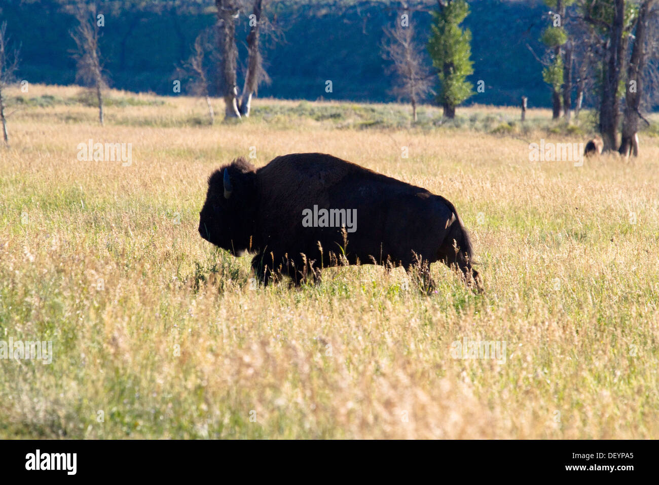 Buffalo like hi-res stock photography and images - Alamy