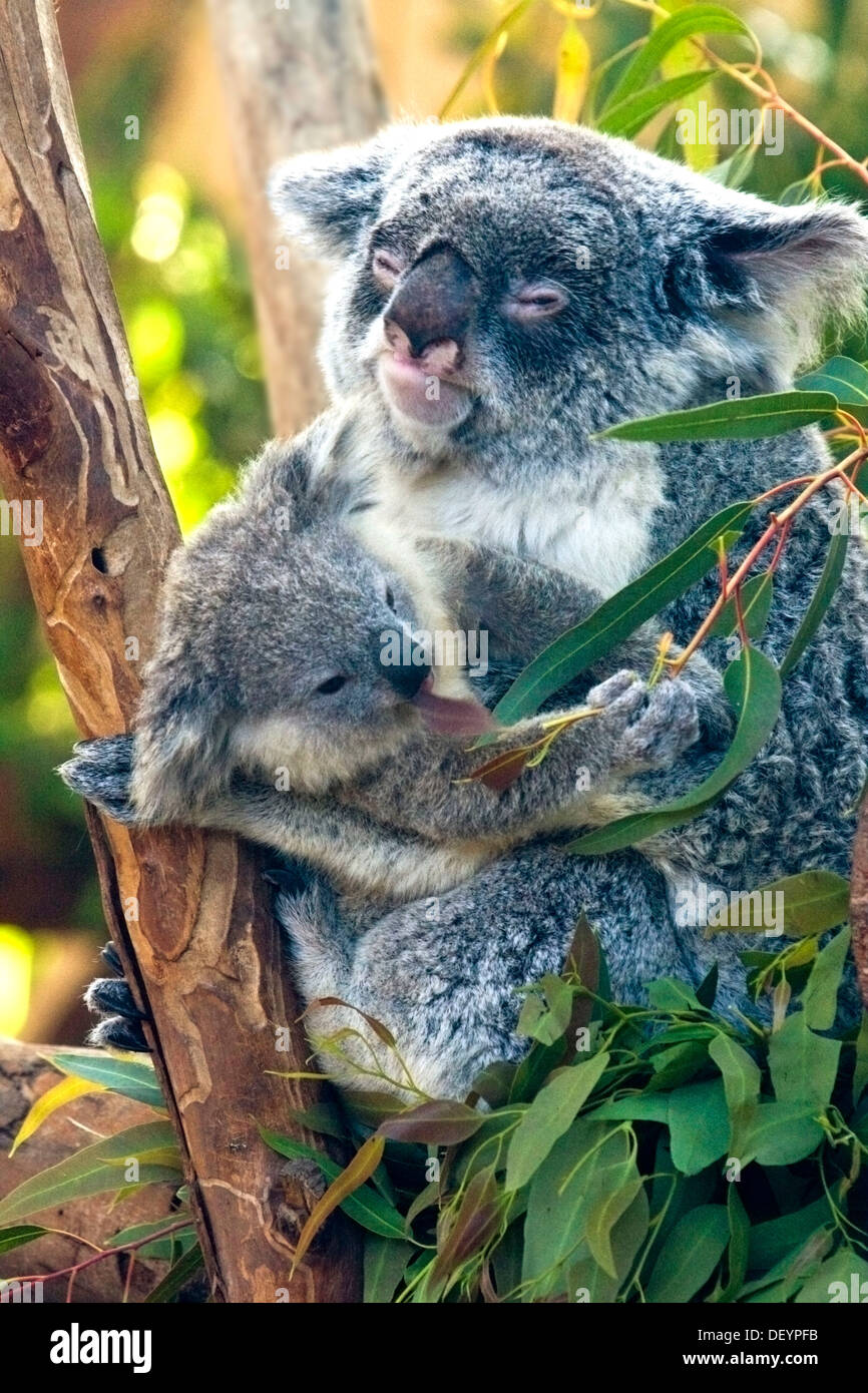 Koala Joey Leaf High Resolution Stock Photography and Images - Alamy