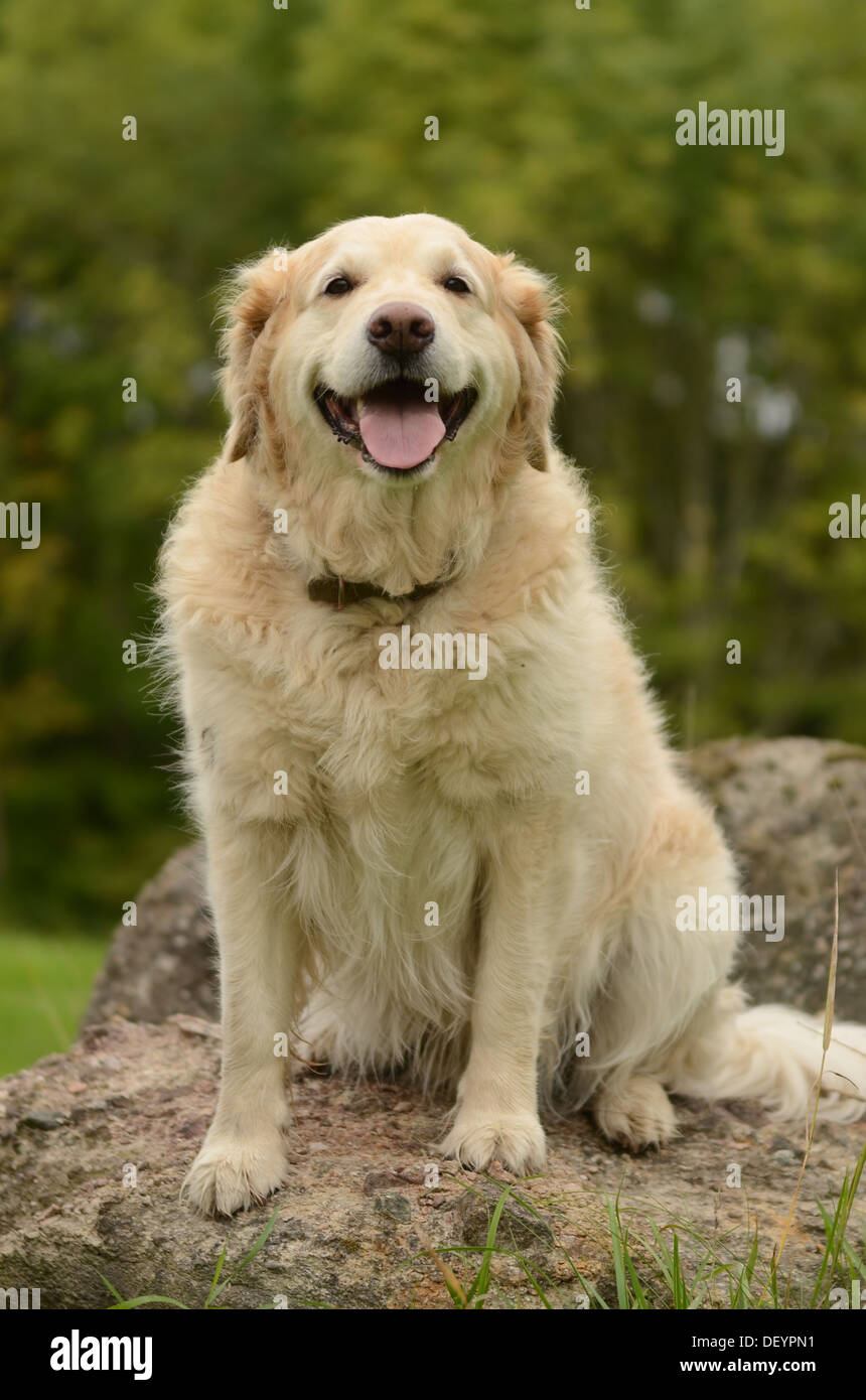 Golden retriever Dog happily sitting and smiling on a rock Stock Photo ...