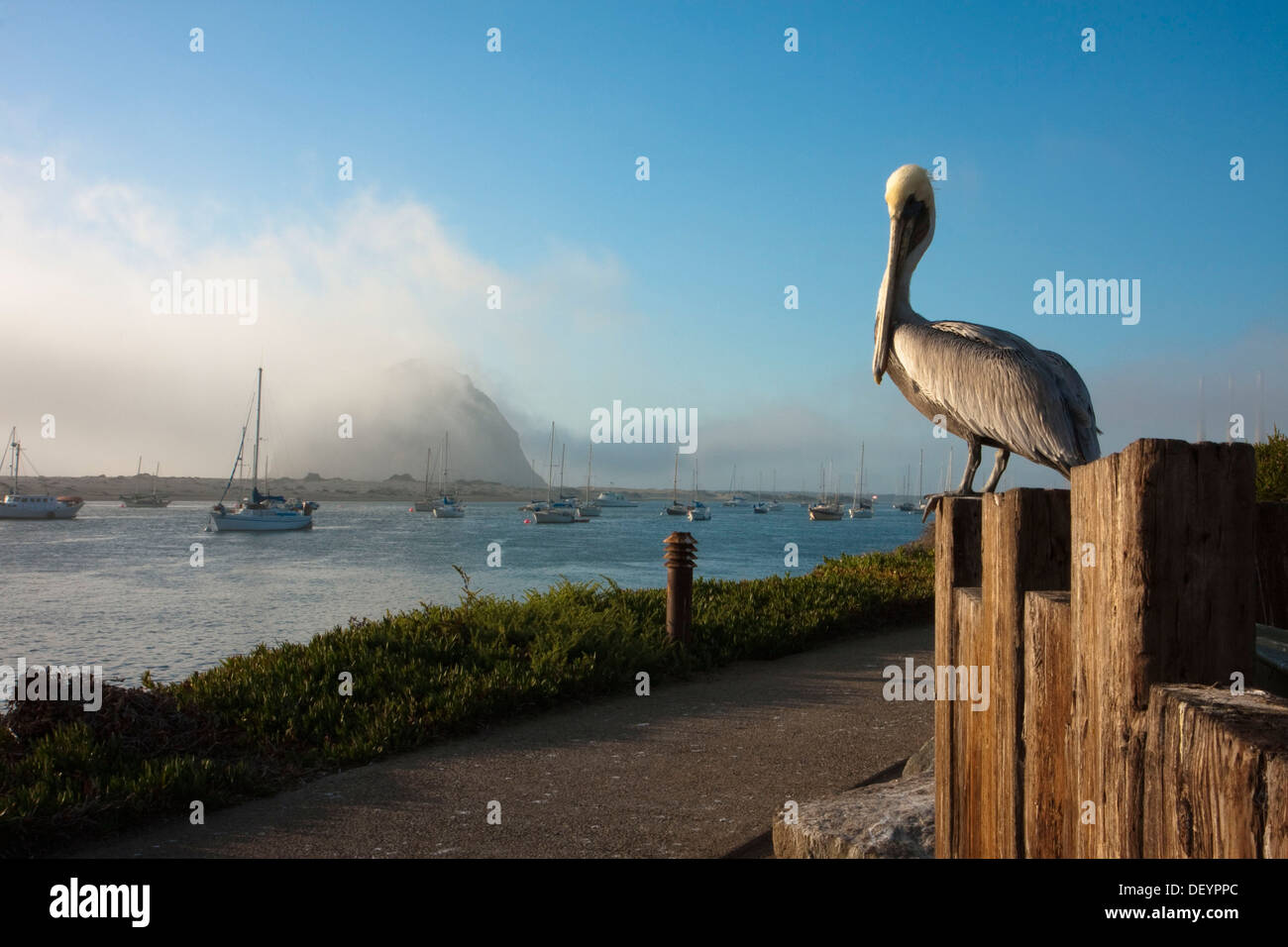 Pelican sitting on post in hi-res stock photography and images - Alamy