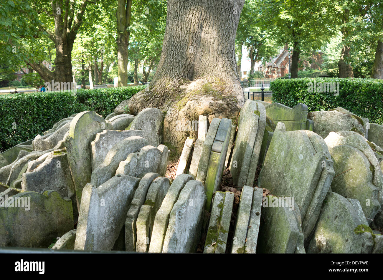 Hardy tree hi-res stock photography and images - Alamy