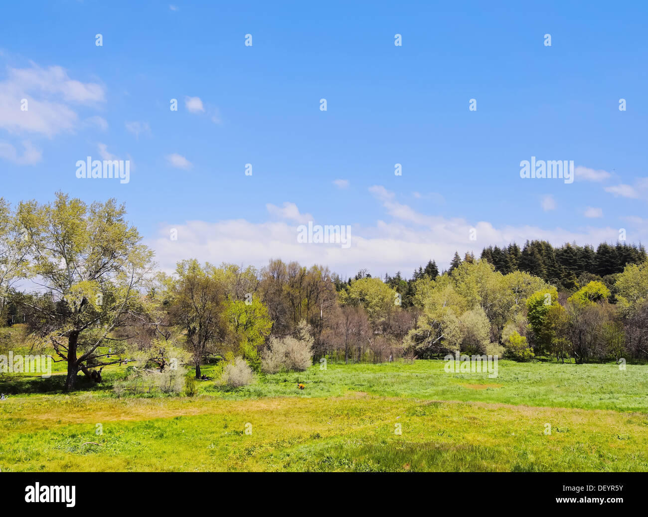 Ifrane, Morocco - city in the Middle Atlas, coldest place in Africa ...