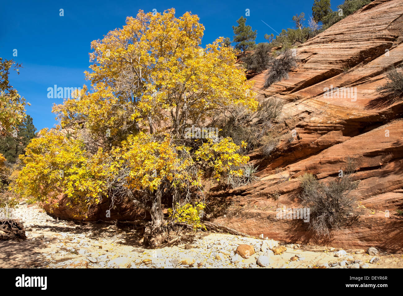 This image shows the Fall colors at Zion National Park Stock Photo - Alamy