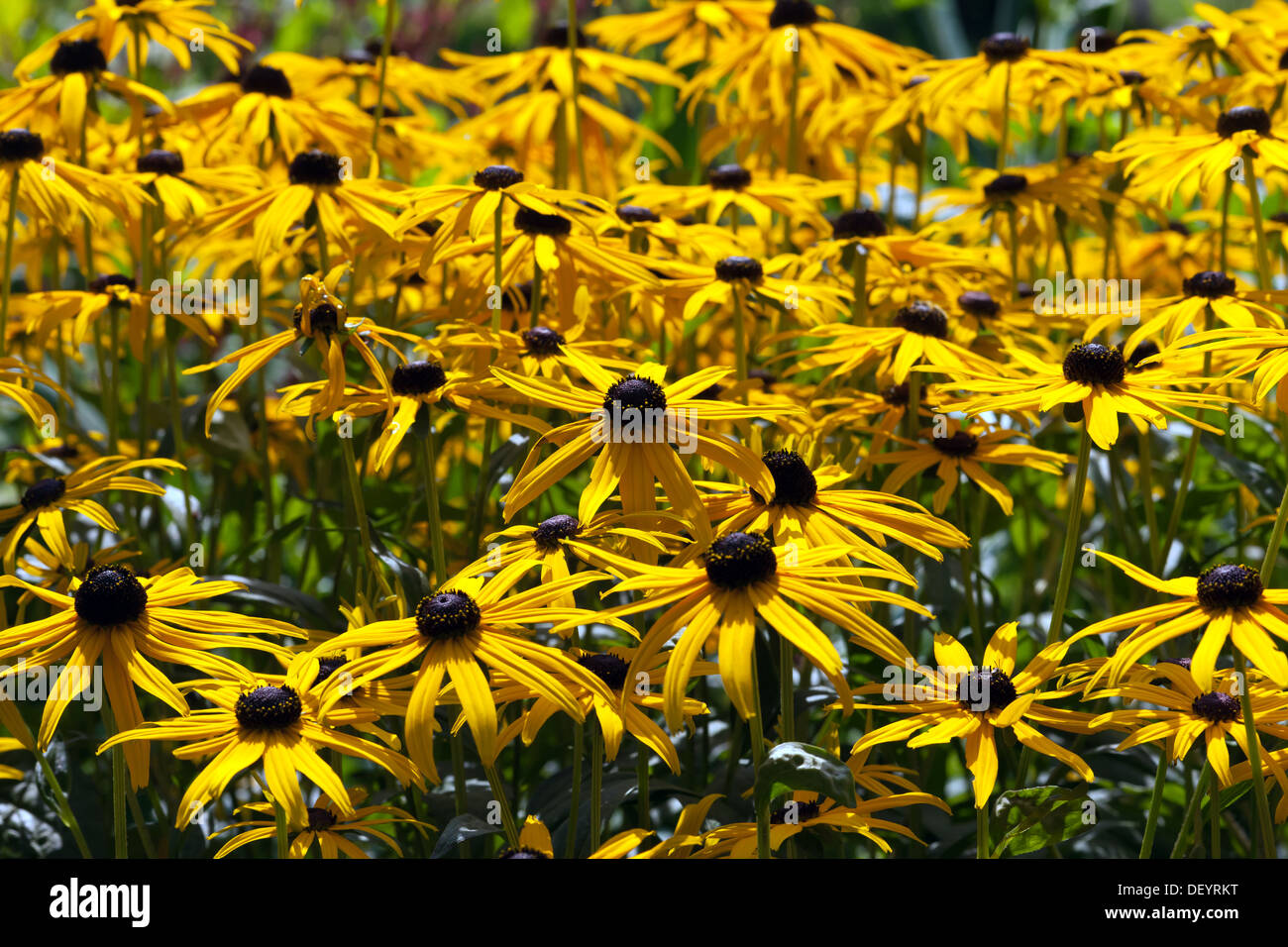 image of black-eyed Susan's in the sunshine Stock Photo - Alamy