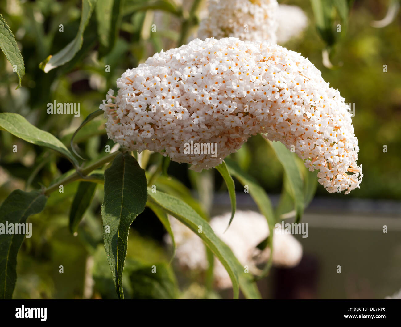 Buddleia davidii white profusion hi-res stock photography and images ...