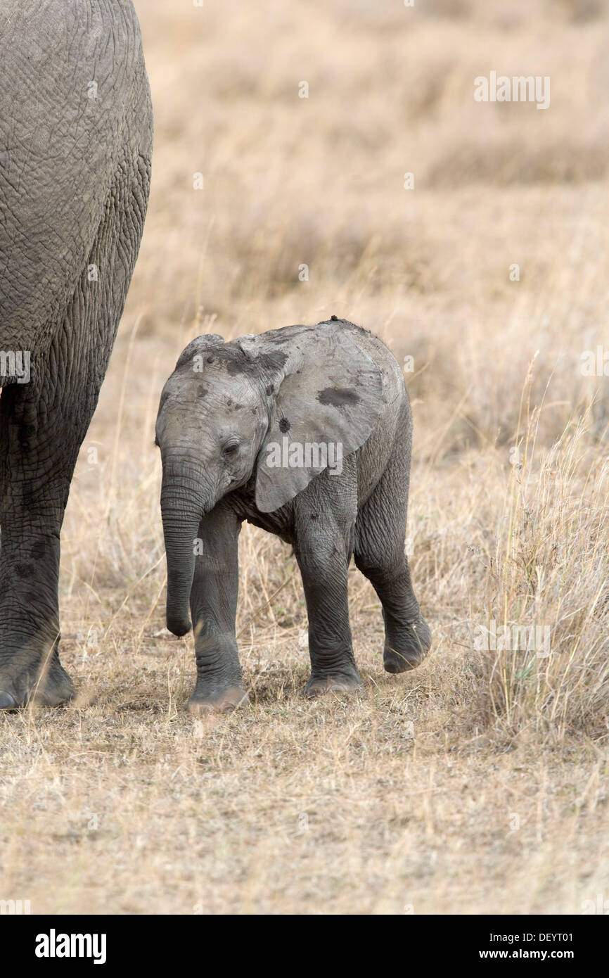 Elephant Calf walks across the plains of the Masai Mara Stock Photo - Alamy