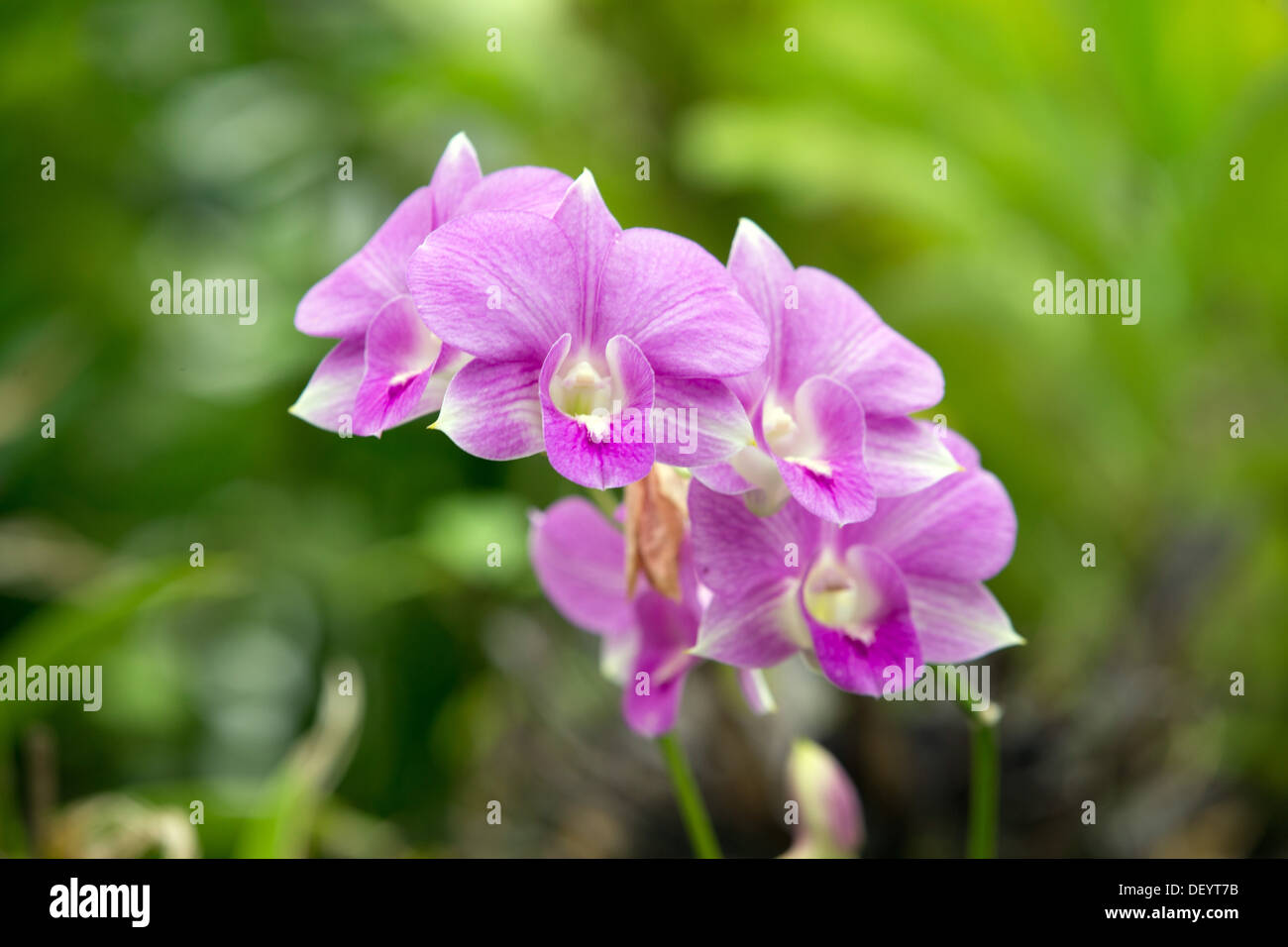 Most beautiful orchid hi-res stock photography and images - Alamy
