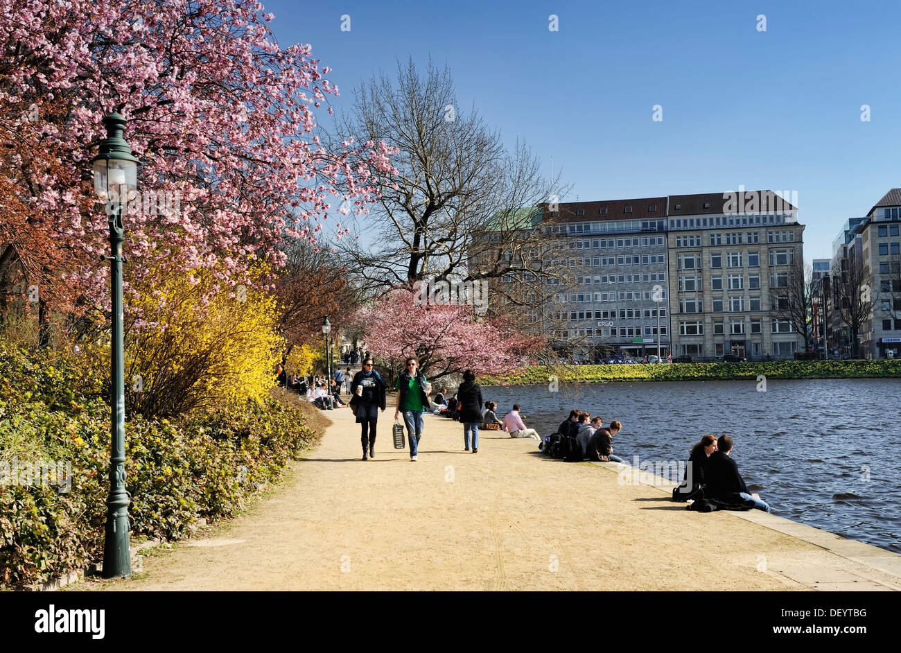 Spring bloom on the Inner Alster Lake in Hamburg Stock Photo - Alamy