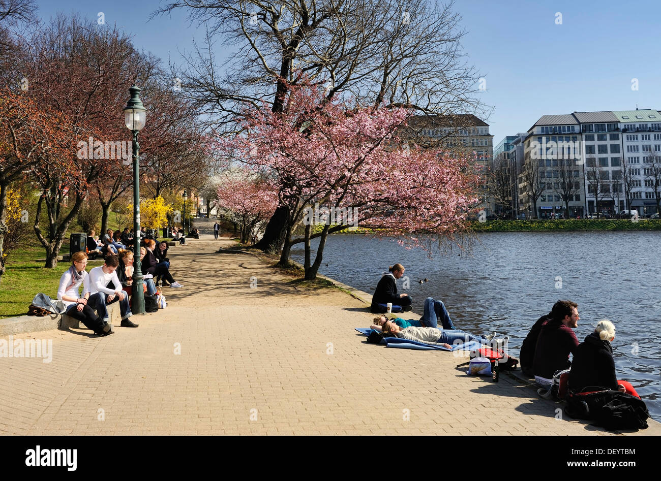 Spring bloom on the Inner Alster Lake in Hamburg Stock Photo - Alamy