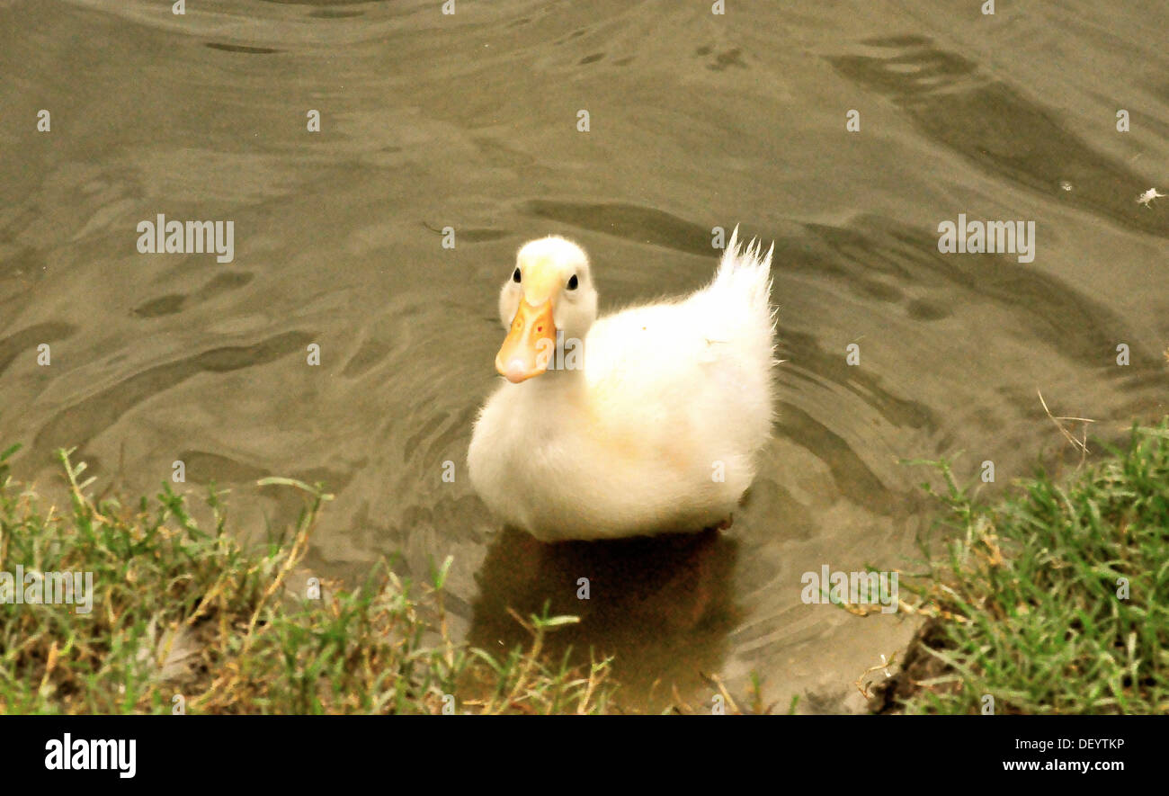 Yellow Duck on the Bank Stock Photo - Alamy