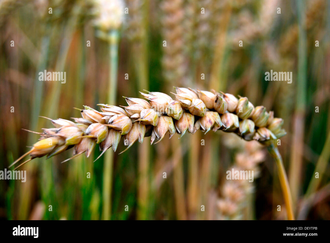 Wheat culms hi-res stock photography and images - Alamy
