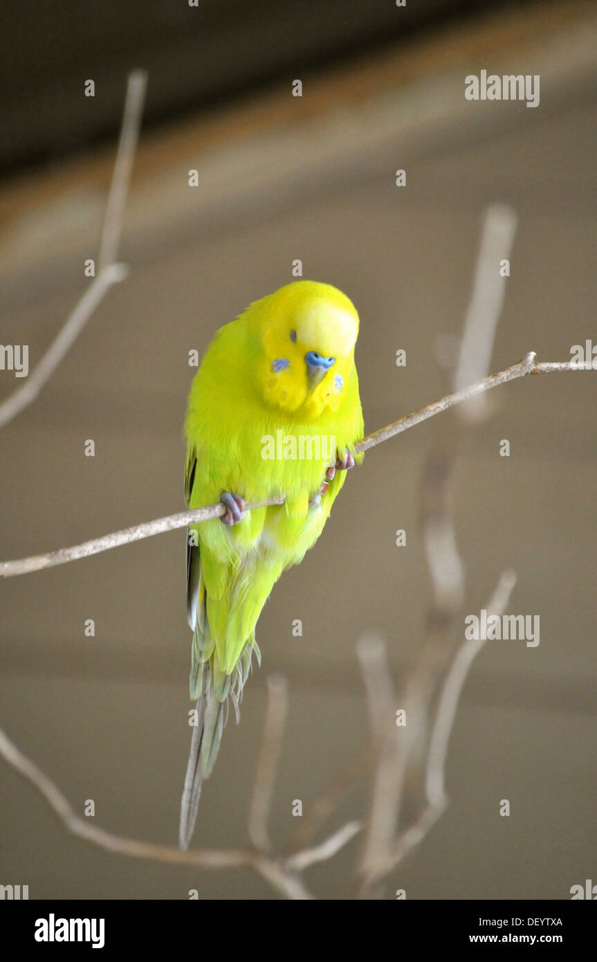 Baby Yellow Parakeets