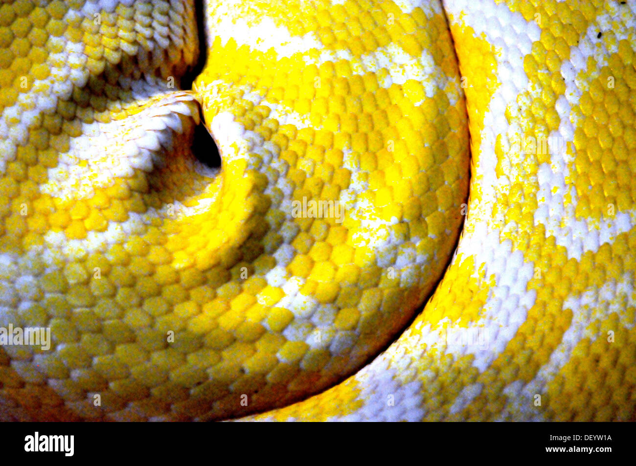 Snakeskin hi-res stock photography and images - Alamy
