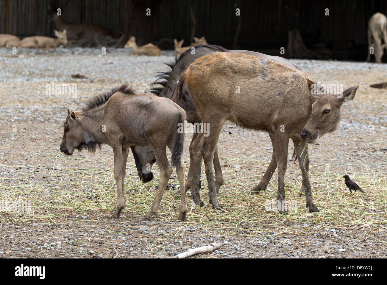 Portrait of a black antelope Stock Photo - Alamy