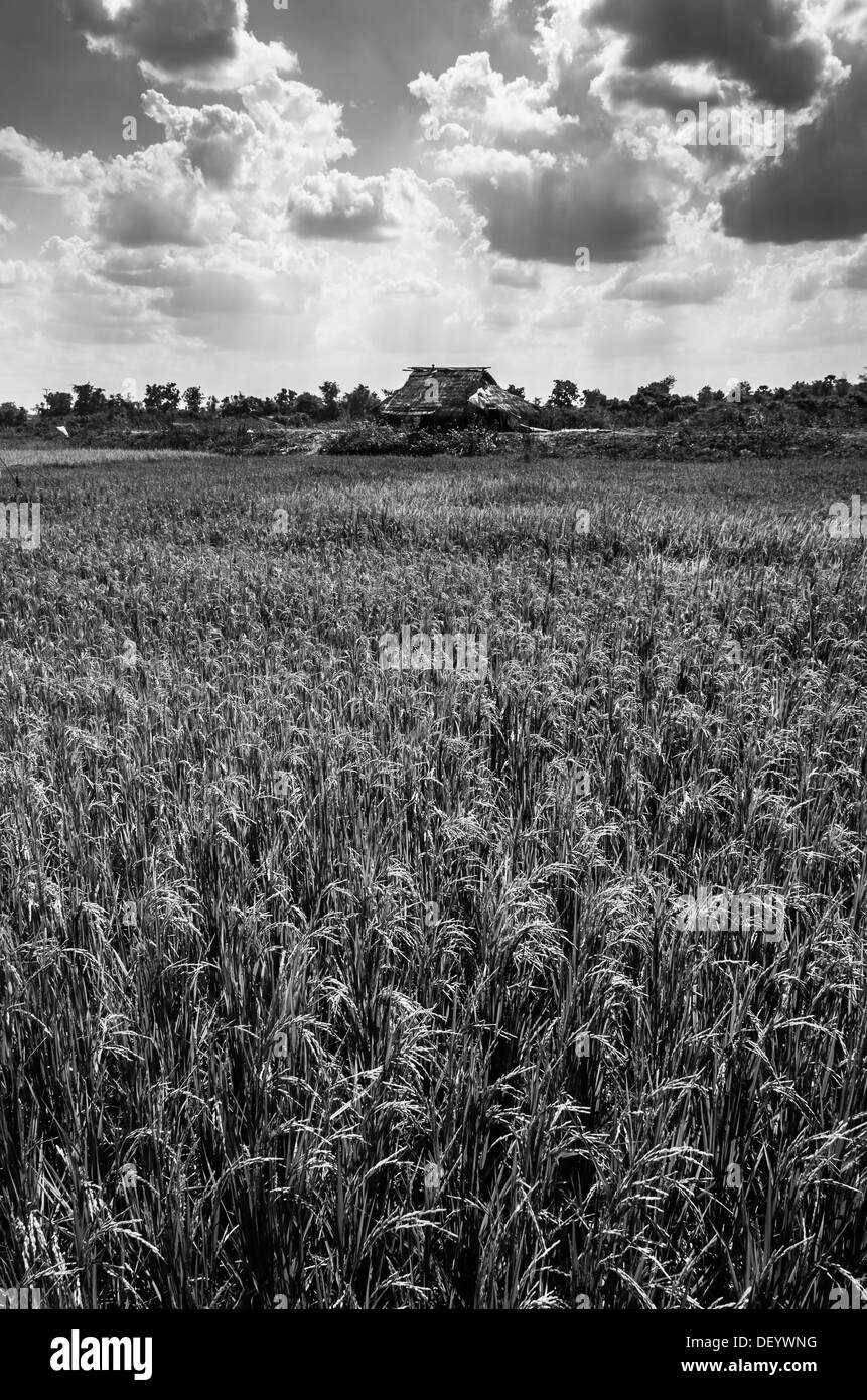 Rice field in Thailand in the agriculture industry concept black and ...