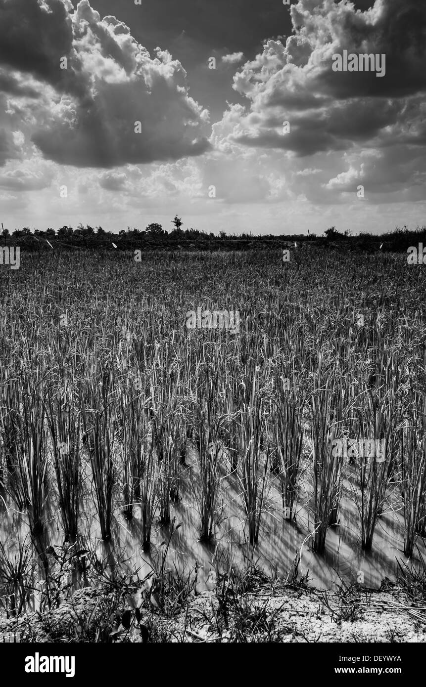 Rice field in Thailand in the agriculture industry concept black and ...