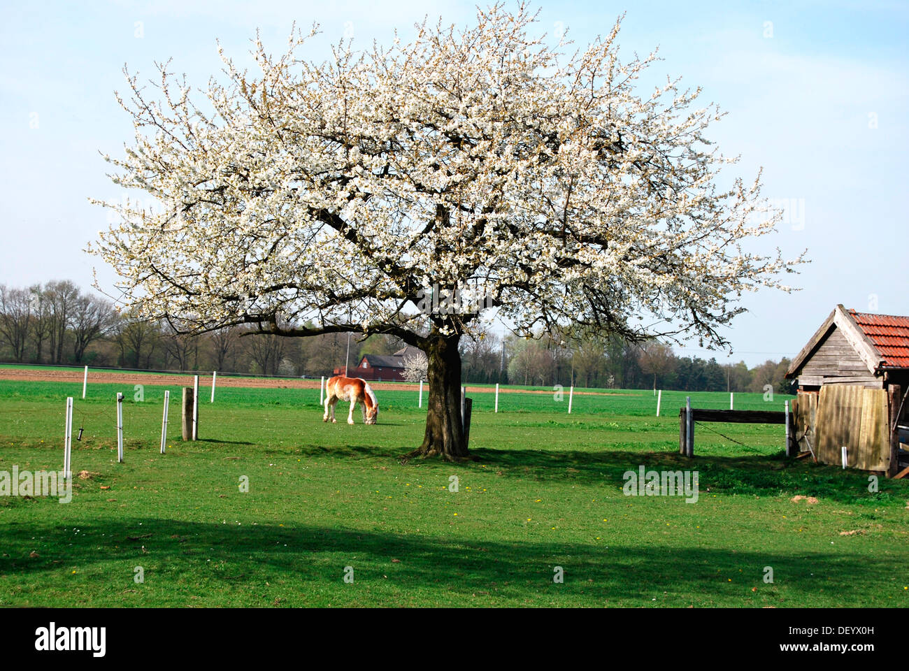 Flowering fruit tree on paddock, Gross Reken, Reken, Hohe Mark ...