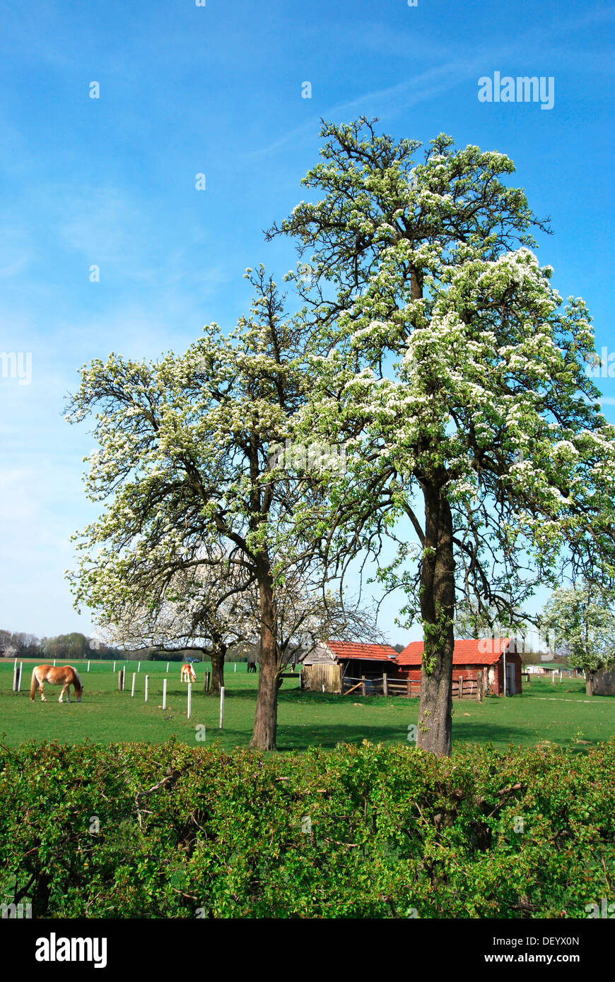 Flowering fruit tree on paddock, Gross Reken, Reken, Hohe Mark ...