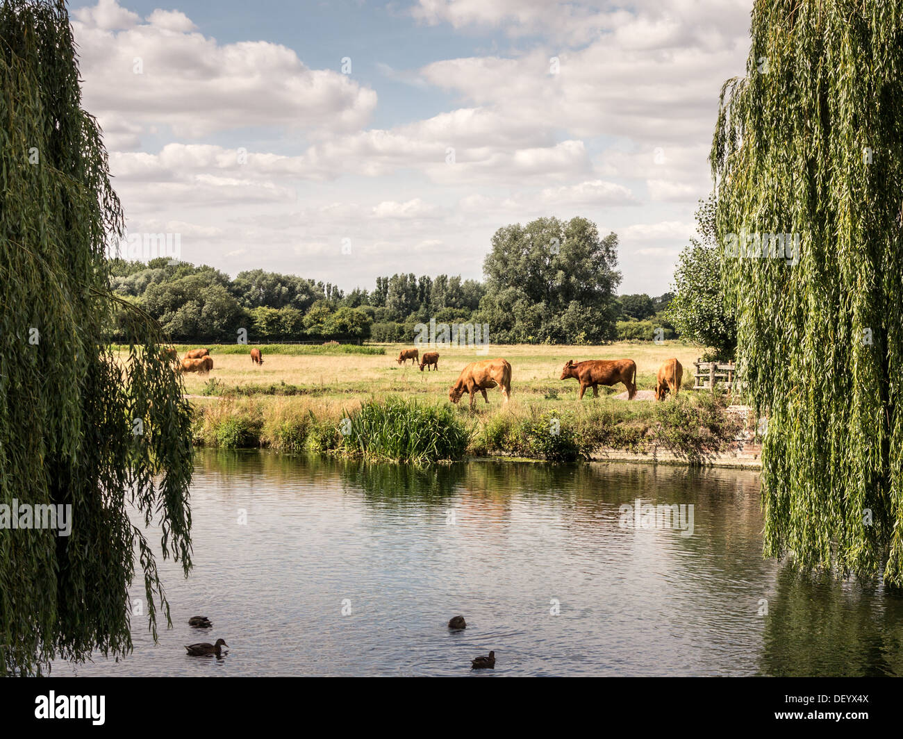 British Limousin cattle grazing by a tranquil riverside in Suffolk ...