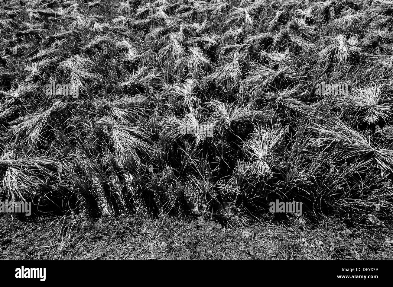 Rice field in Thailand in the agriculture industry concept black and ...