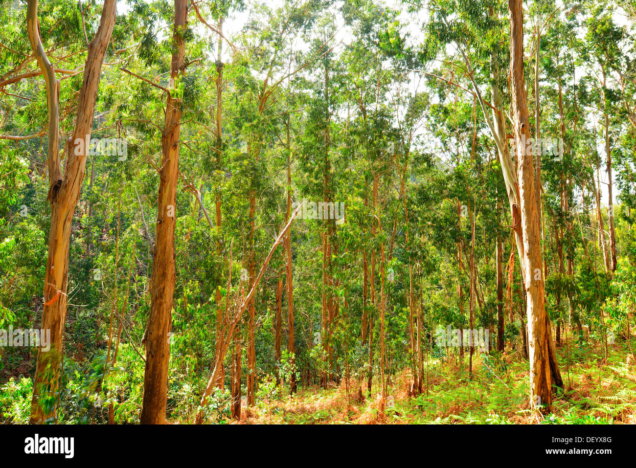 Eucalyptus forest, Madeira, Portugal Stock Photo - Alamy