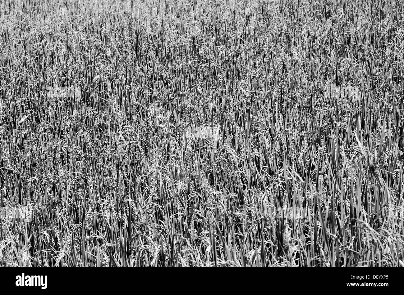 Rice field in Thailand in the agriculture industry concept black and ...