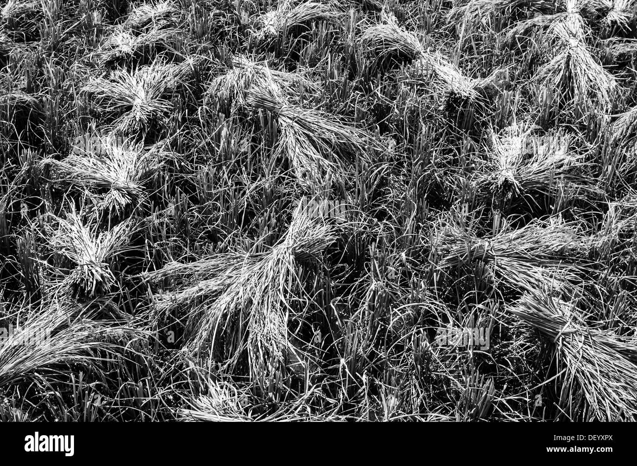 Rice field in Thailand in the agriculture industry concept black and ...