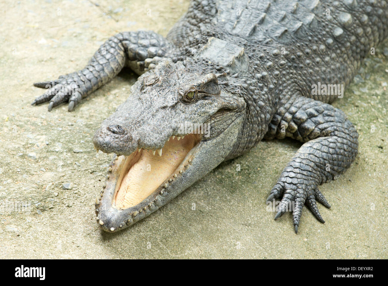 Close up of an Alligator Stock Photo - Alamy