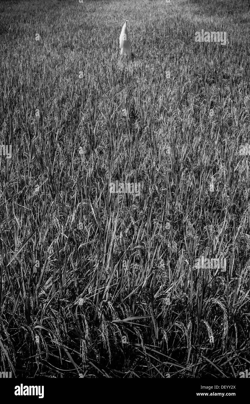 Rice field in Thailand in the agriculture industry concept black and ...