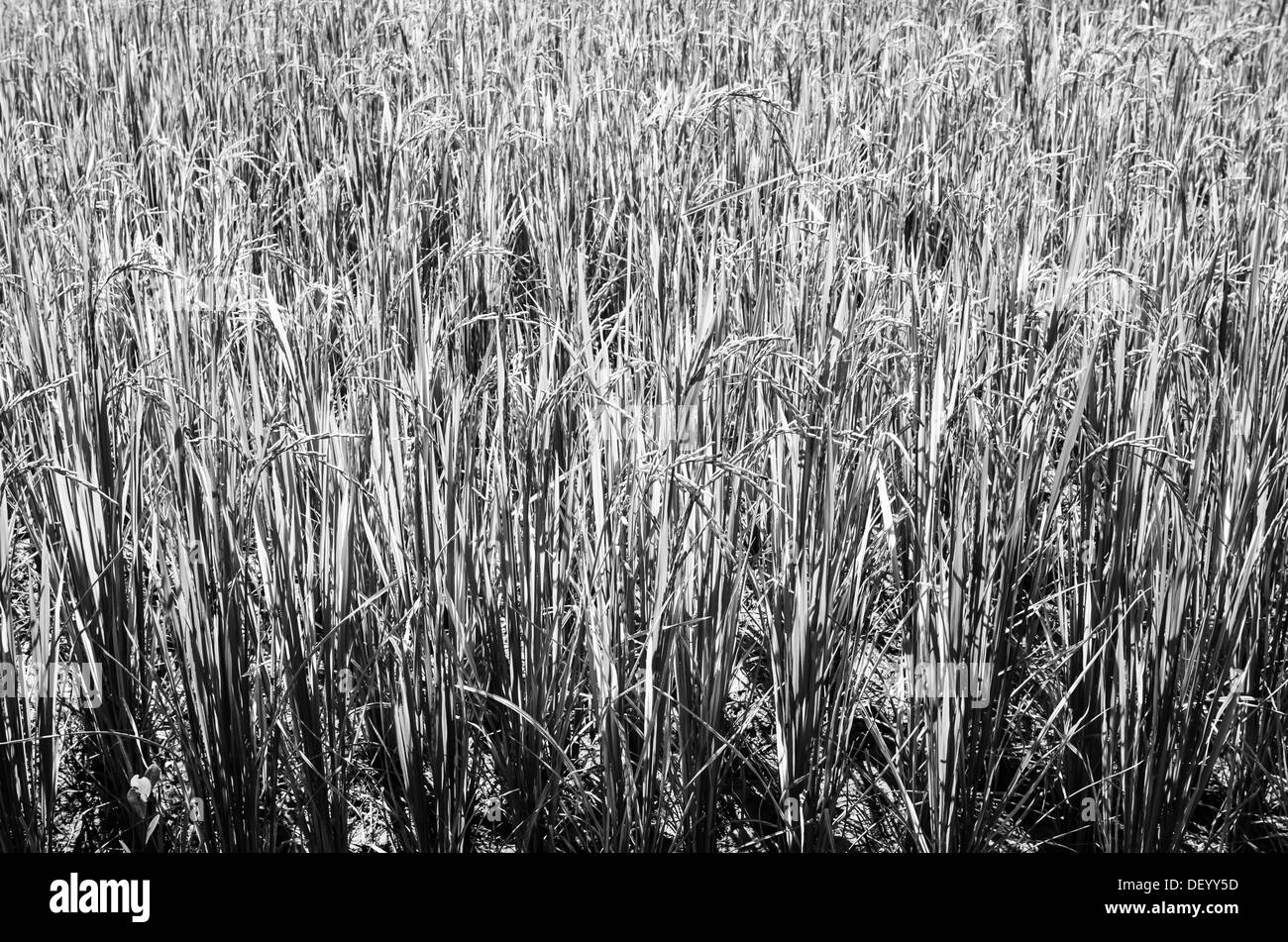 Rice field in Thailand in the agriculture industry concept black and ...