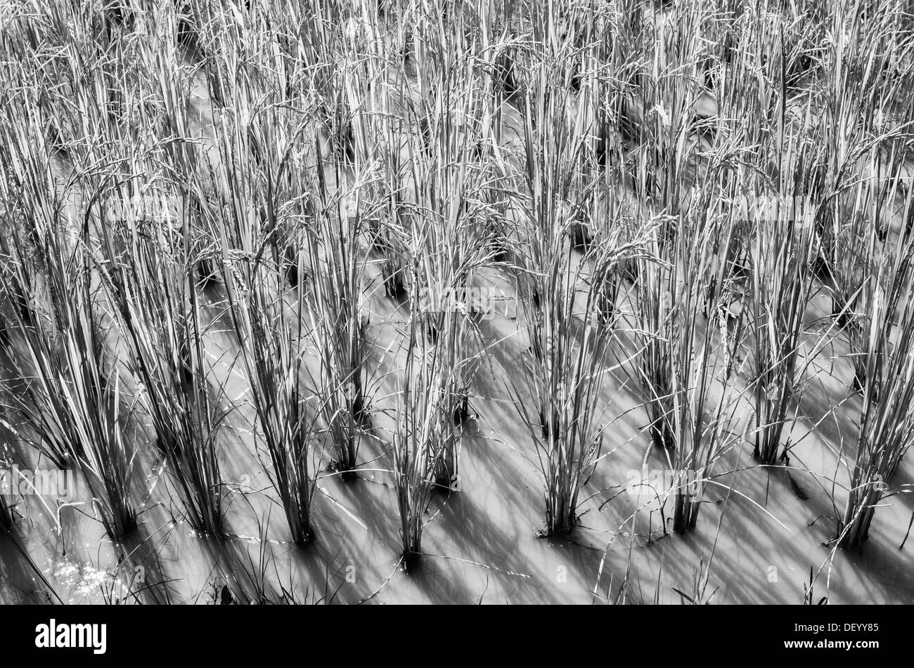 Rice field in Thailand in the agriculture industry concept black and ...