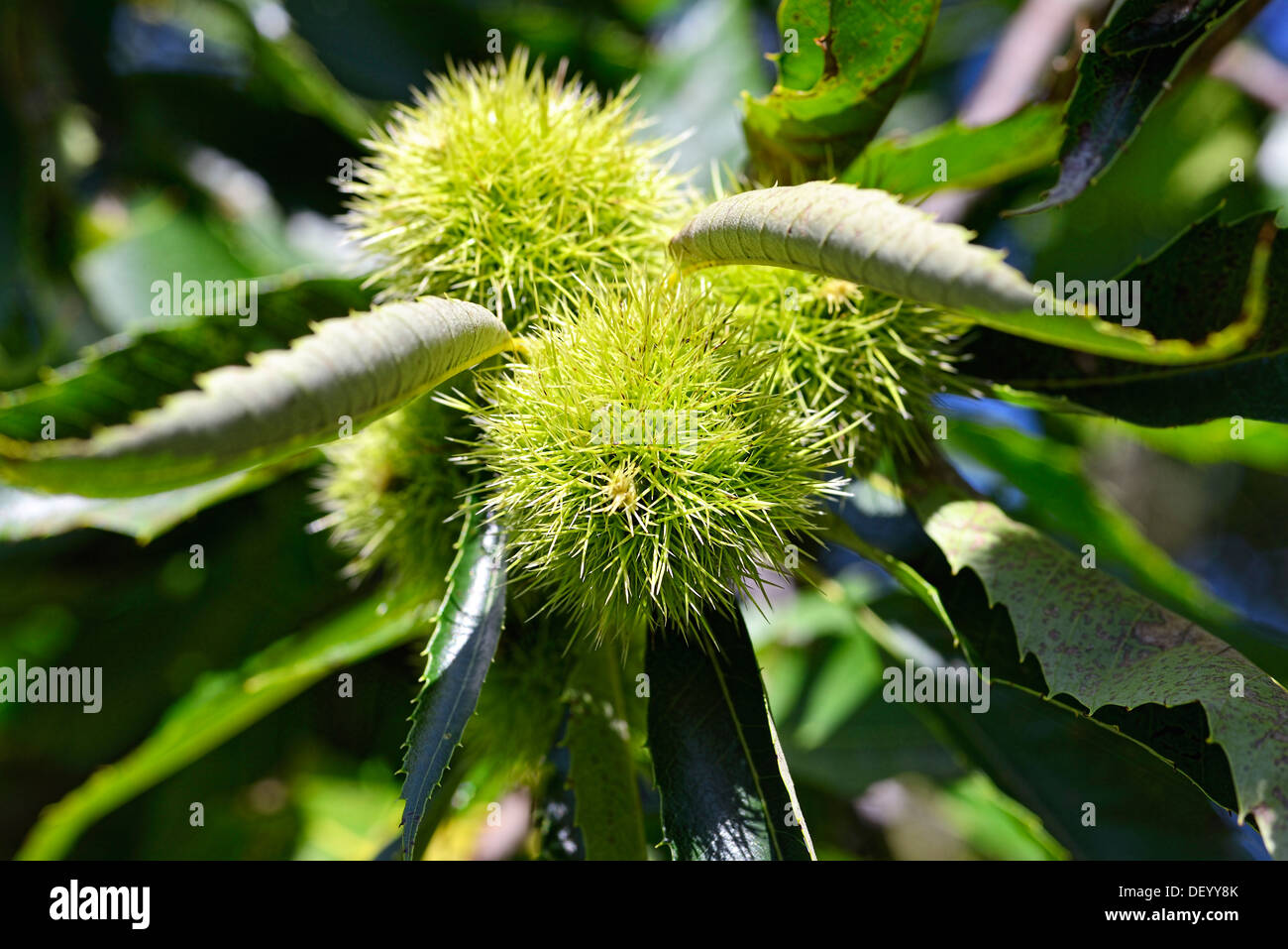 Castanea sweet chestnut hi-res stock photography and images - Alamy