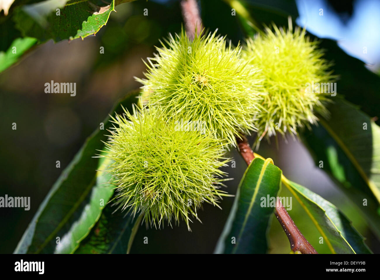 Edelkastanie hi-res stock photography and images - Alamy