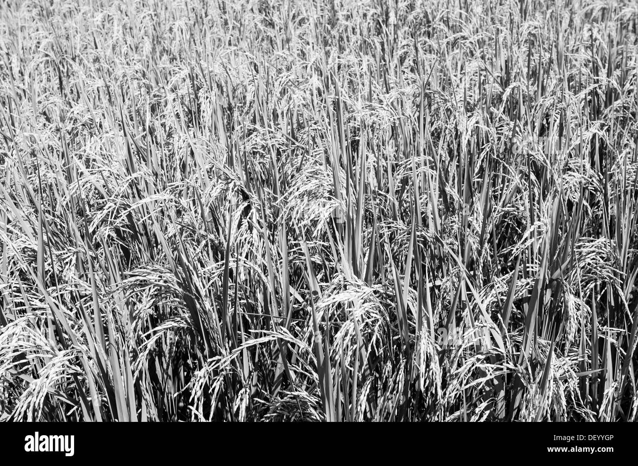 Rice field in Thailand in the agriculture industry concept black and ...