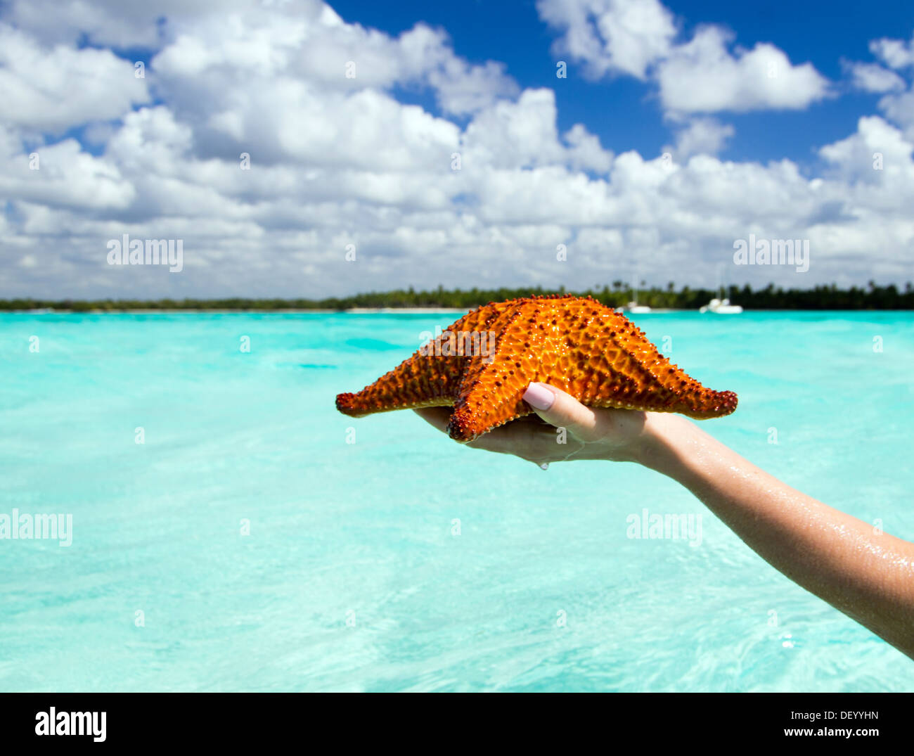 Starfish in hand in sea Stock Photo - Alamy