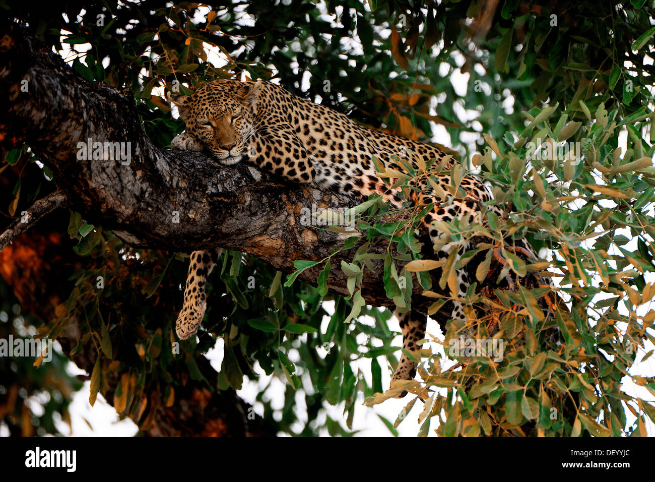 Leopard (Panthera pardus), North Bridge Camp, Moremi Game Reserve ...