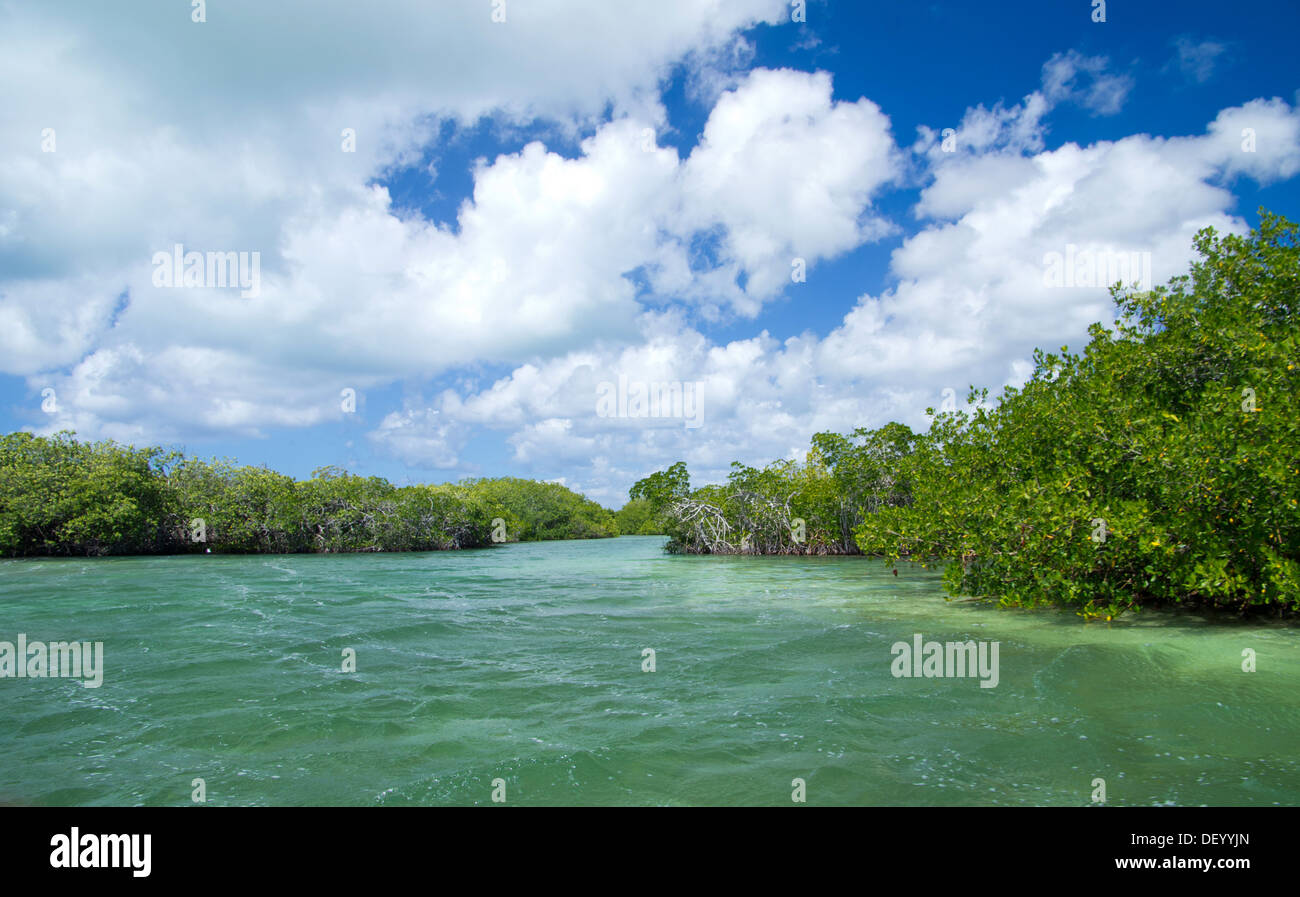 Mangrove tree in caribbean hi-res stock photography and images - Alamy
