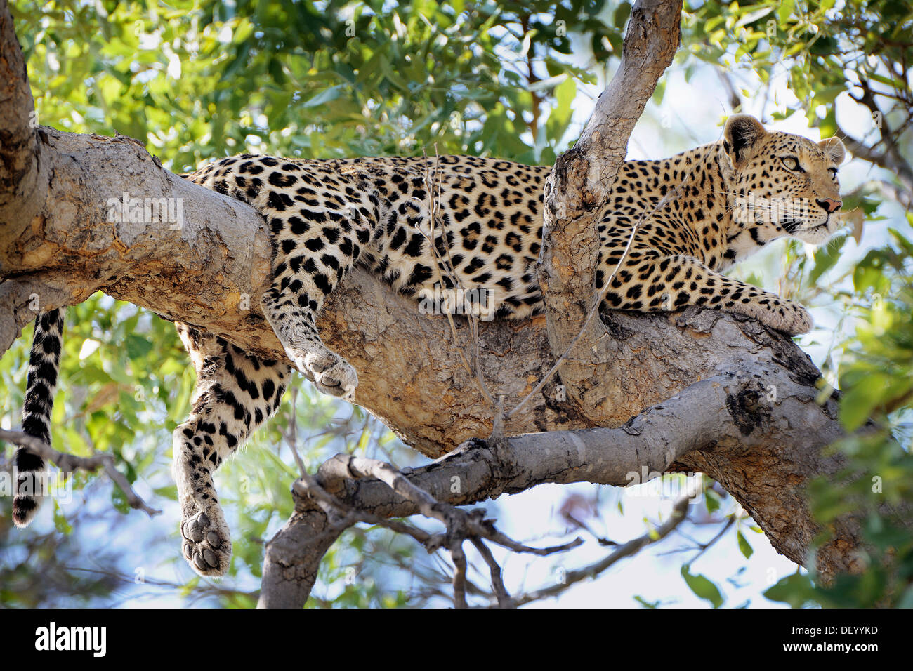 Leopard (Panthera pardus), North Bridge Camp, Moremi Game Reserve ...