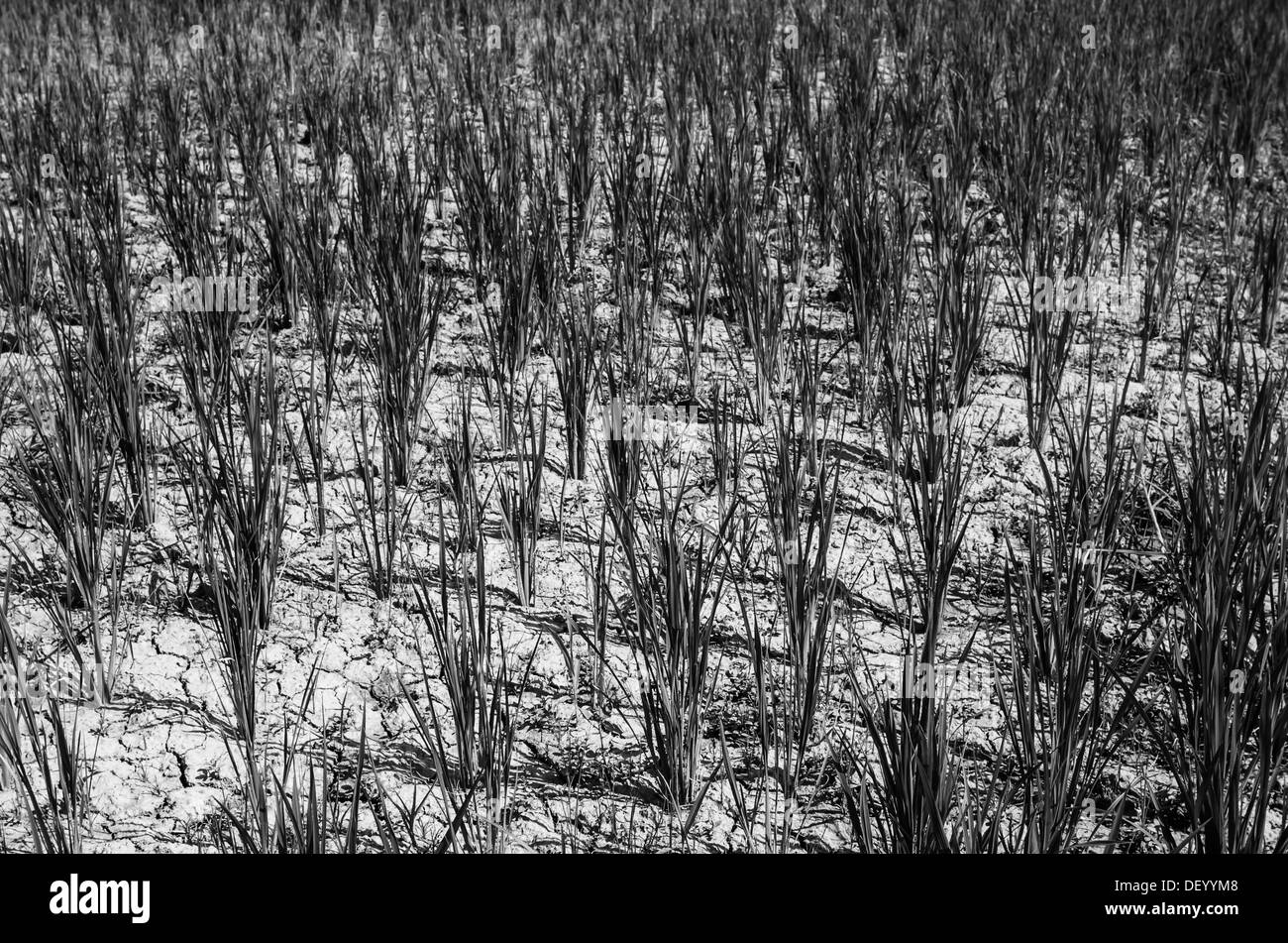 Rice field in Thailand in the agriculture industry concept black and ...