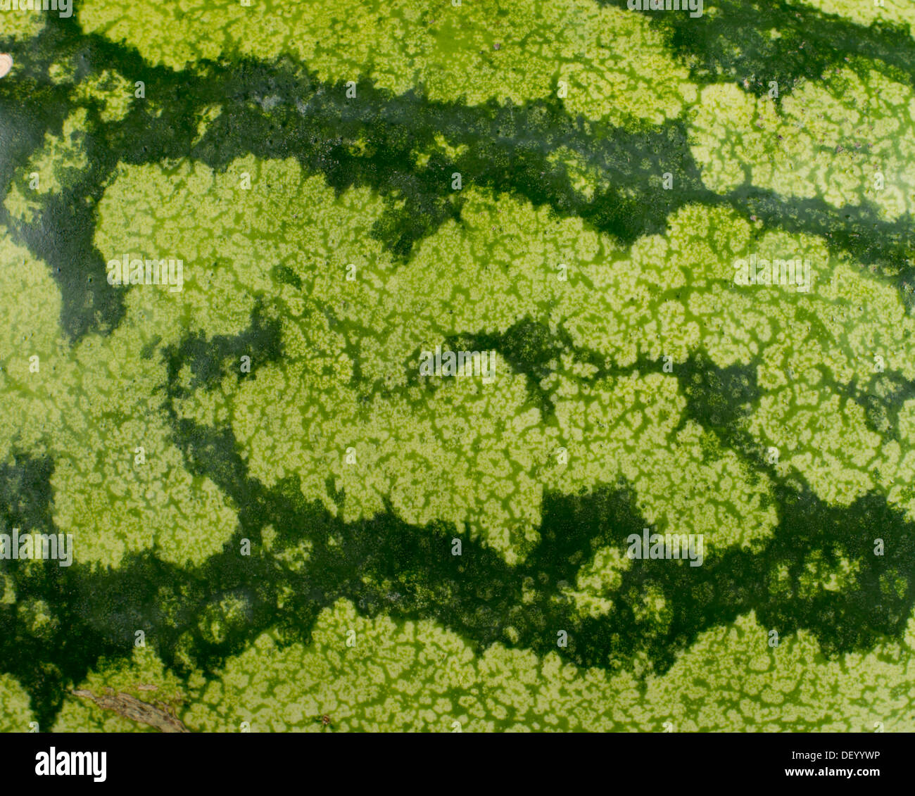Watermelon skin background texture showing the variegated yellow and ...