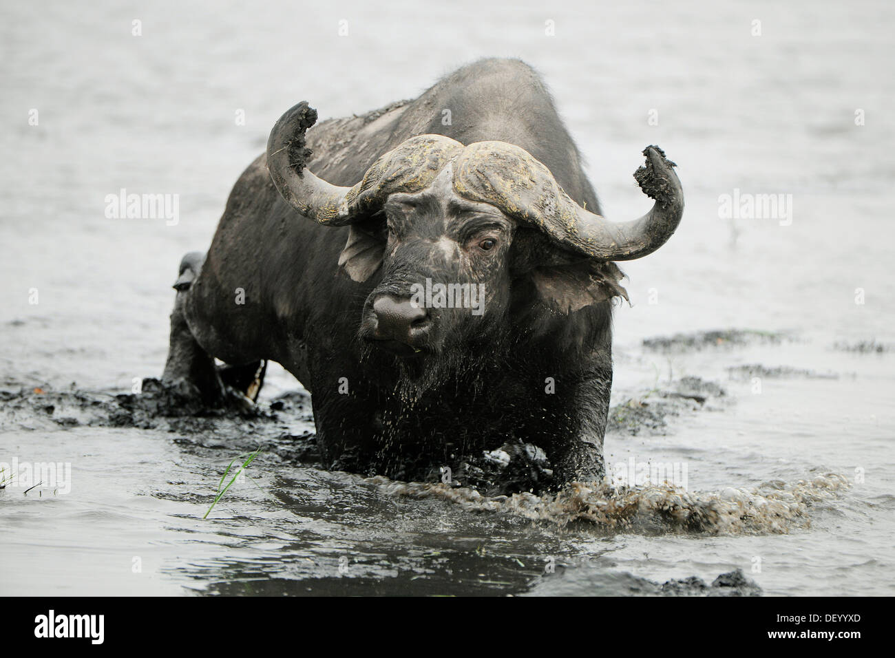 African Buffalo (Syncerus caffer), Chobe Riverfront, Chobe National ...