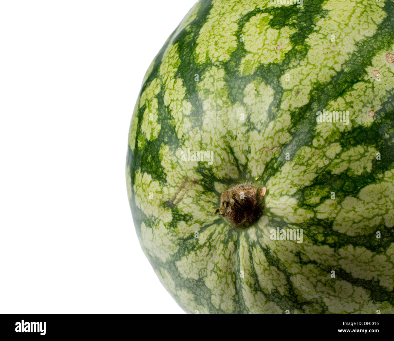 Close up view of the end of a variegated green and yellow fresh whole ...