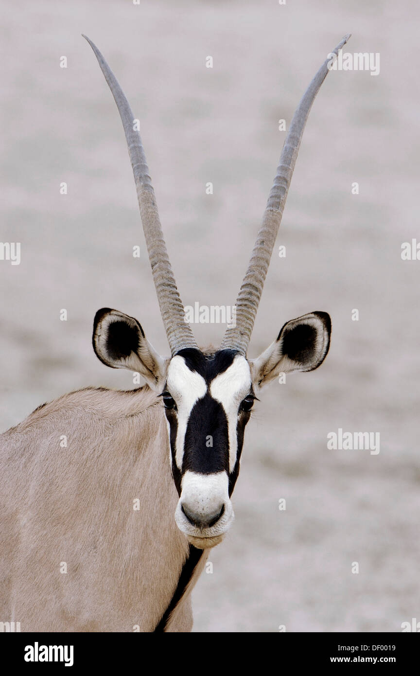Oryx Head