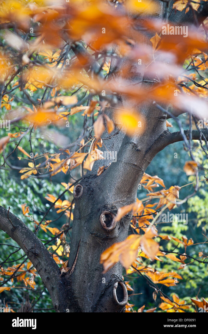 Autumn in Campo del Moro gardens, Madrid, Spain, Europe Stock Photo - Alamy