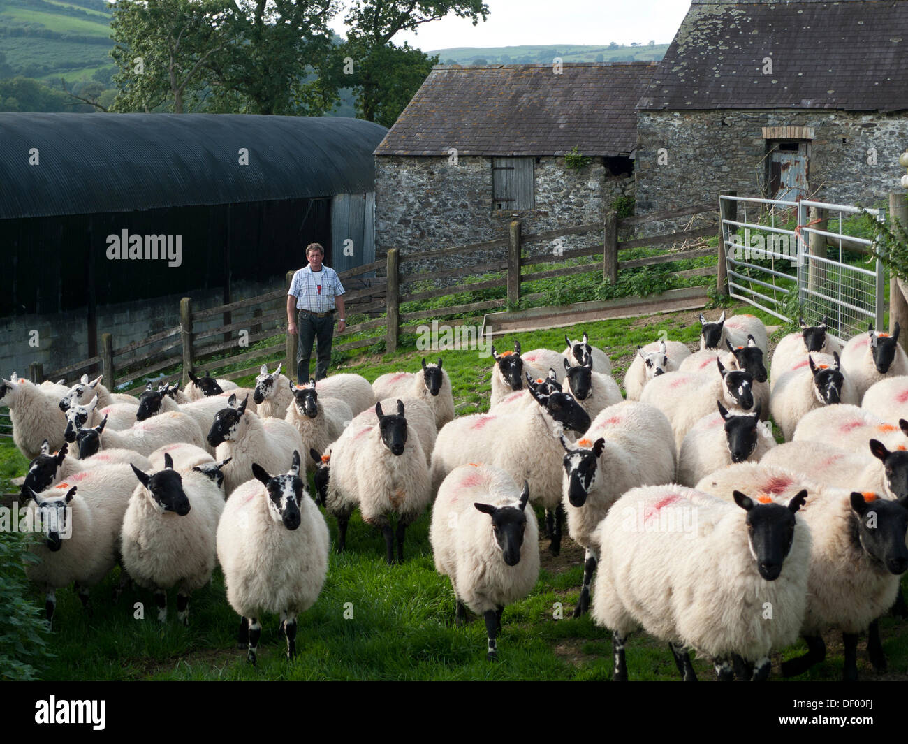 Llanwrda, Wales UK Wed 25th Sept 2013. Welsh sheep farmer Ken Price of ...